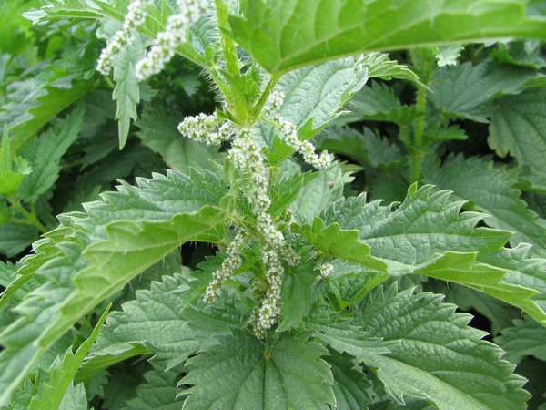 Fresh Nettle Pesto – Gathering Thyme Herb School